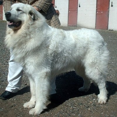 Great Pyrenees Dog Breed Information, Pictures, Characteristics & Facts ...