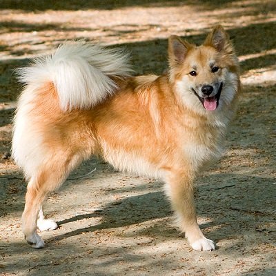 Icelandic Sheepdog Dog Breed Information, Pictures, Characteristics ...