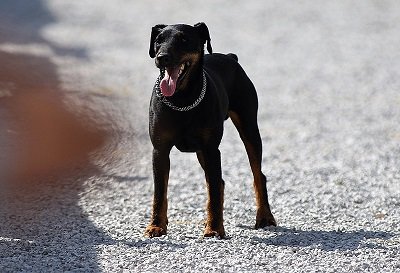 Jagdterrier Dog Breed Information, Pictures, Characteristics & Facts ...