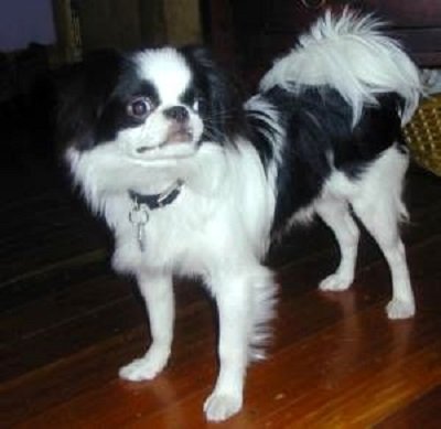 Japanese Chin Dog Breed Information, Pictures, Characteristics & Facts ...