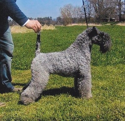 Kerry Blue Terrier Dog Breed Information, Pictures, Characteristics ...