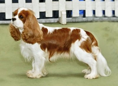 King Charles Spaniel Dog Breed Information, Pictures, Characteristics ...
