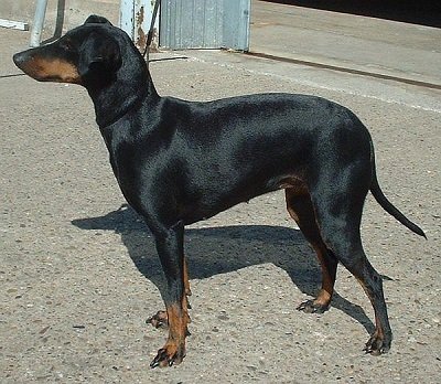 Manchester Terrier Dog Breed Information, Pictures, Characteristics ...