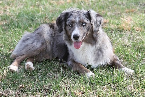 Miniature American Shepherd Dog Breed Information, Pictures ...