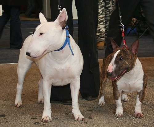 Miniature Bull Terrier Dog Breed Information, Pictures, Characteristics ...