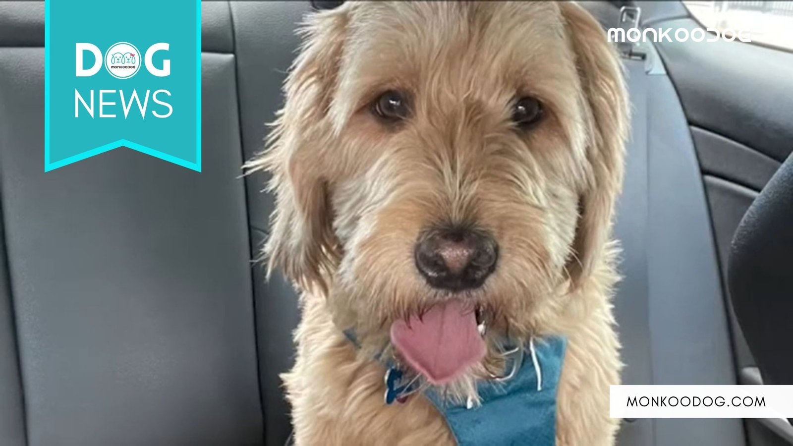 New Jersey Pet owner's Mini Goldendoodle goes missing