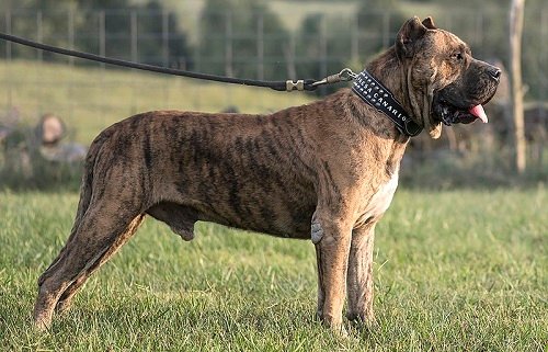 Perro de Presa Canario Dog Breed Information, Pictures, Characteristics ...