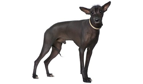 Peruvian Inca Orchid Dog Breed Information, Pictures, Characteristics ...