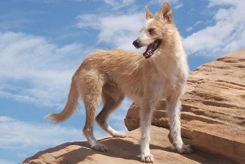 Portuguese Podengo Dog Breed Information, Pictures, Characteristics ...