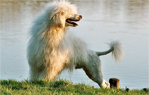 Portuguese Water Dog Dog Breed Information, Pictures, Characteristics ...