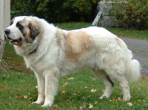 Pyrenean Mastiff Dog Breed Information, Pictures, Characteristics ...