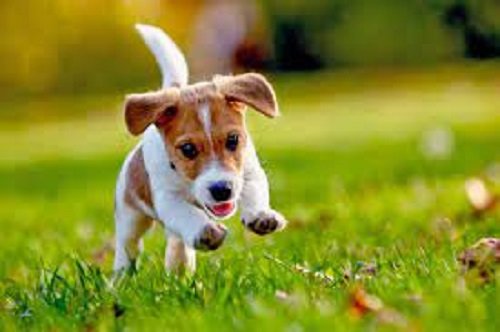 Russell Terrier Dog Breed Information, Pictures, Characteristics ...