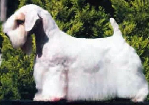Sealyham Terrier Dog Breed Information, Pictures, Characteristics ...