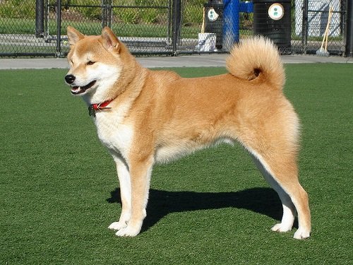Shiba Inu Dog Breed Information, Pictures, Characteristics & Facts ...