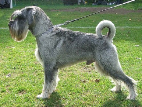 Standard Schnauzer Dog Breed Information, Pictures, Characteristics ...