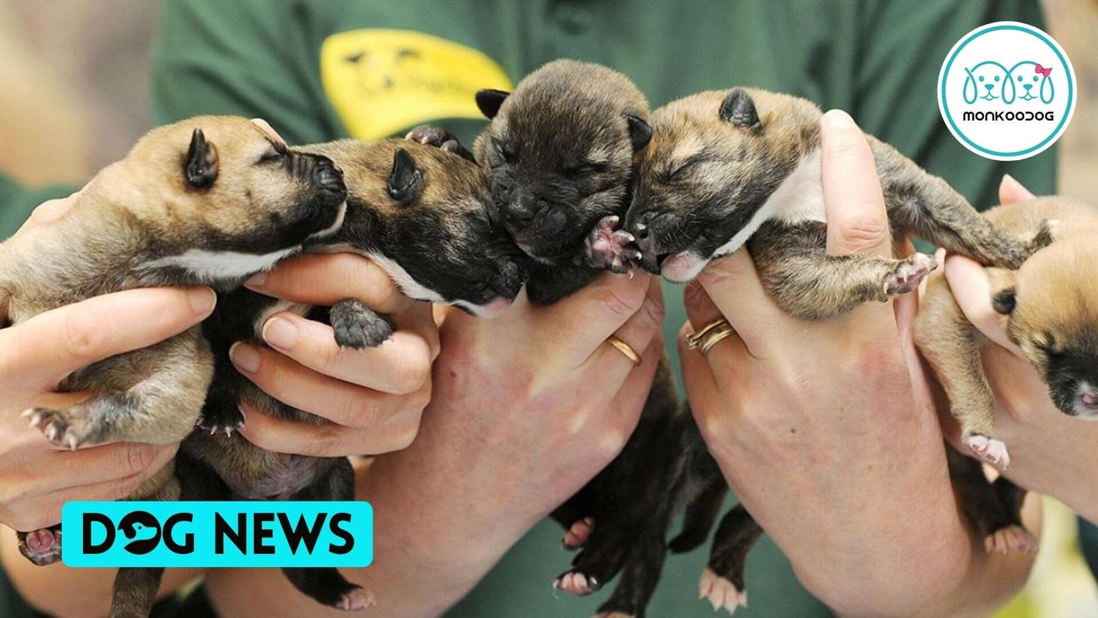 Government Introduces New Rules on puppy smuggling - Monkoodog