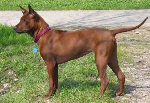 Thai Ridgeback Dog Breed Information, Pictures, Characteristics & Facts ...