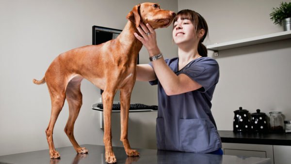 All you need to know about Alopecia in dogs - Monkoodog