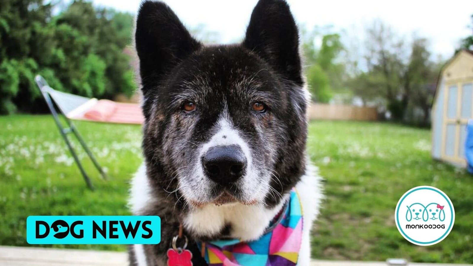 Dog Chained To A Tree For Five Years Rescued Thriving in a Happy Home