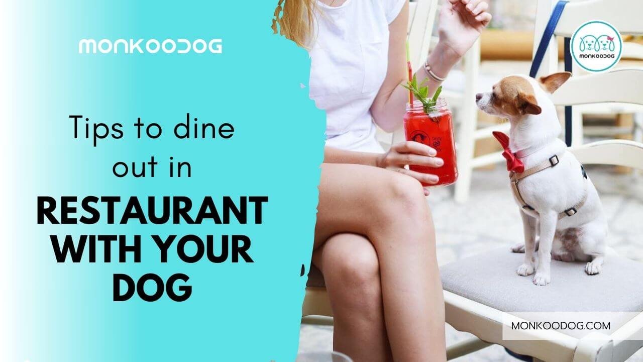 Tips to Dine out with your dog in Restaurant or Bar Patio this Autumn.