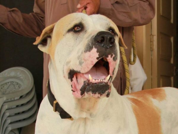 Indian Dog Breeds That You Don't Know How They Look