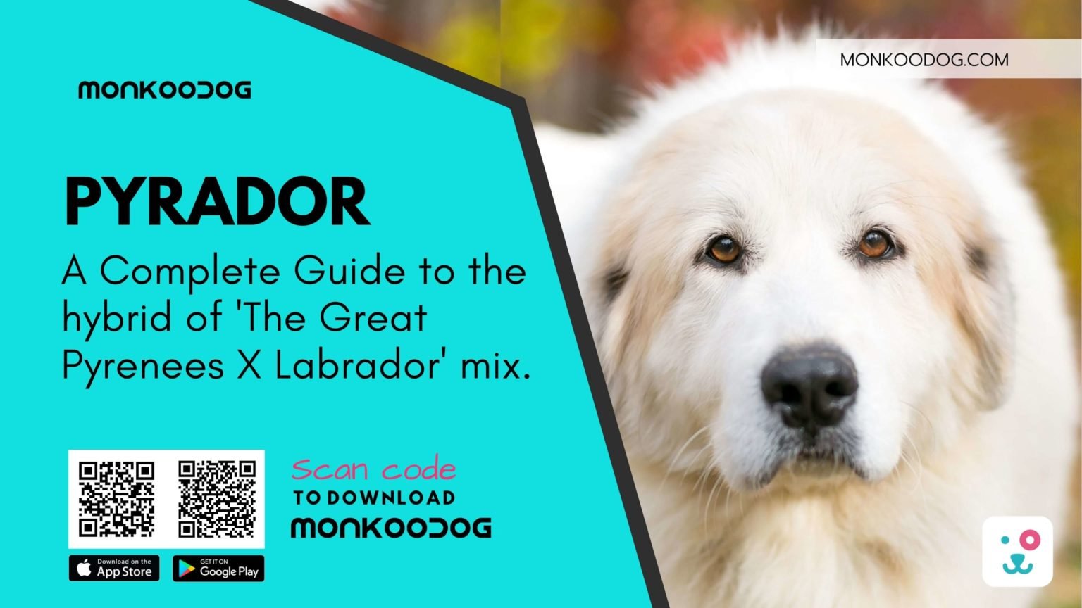 A complete guide to Great Pyrenees Labrador Mix | Monkoodog