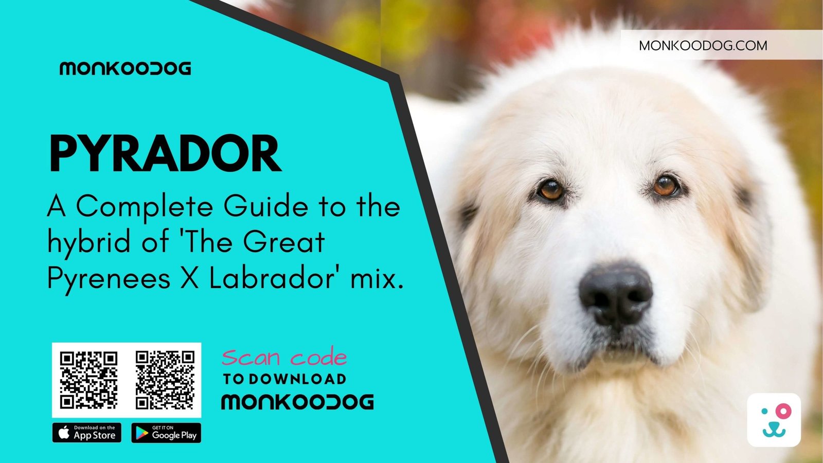 A complete guide to Great Pyrenees Labrador Mix | Monkoodog