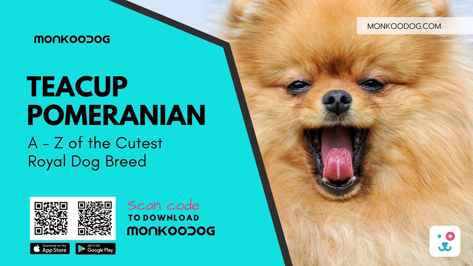 A To Z Of The Cutest Royal Breed Teacup Pomeranian Monkoodog