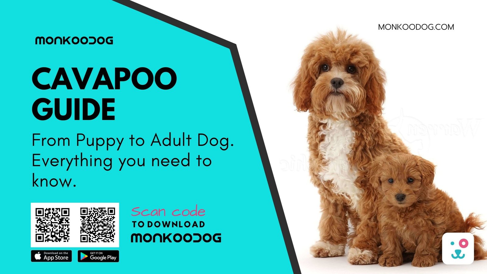 Cavapoos: A complete guide to the pet world’s shining star - Monkoodog