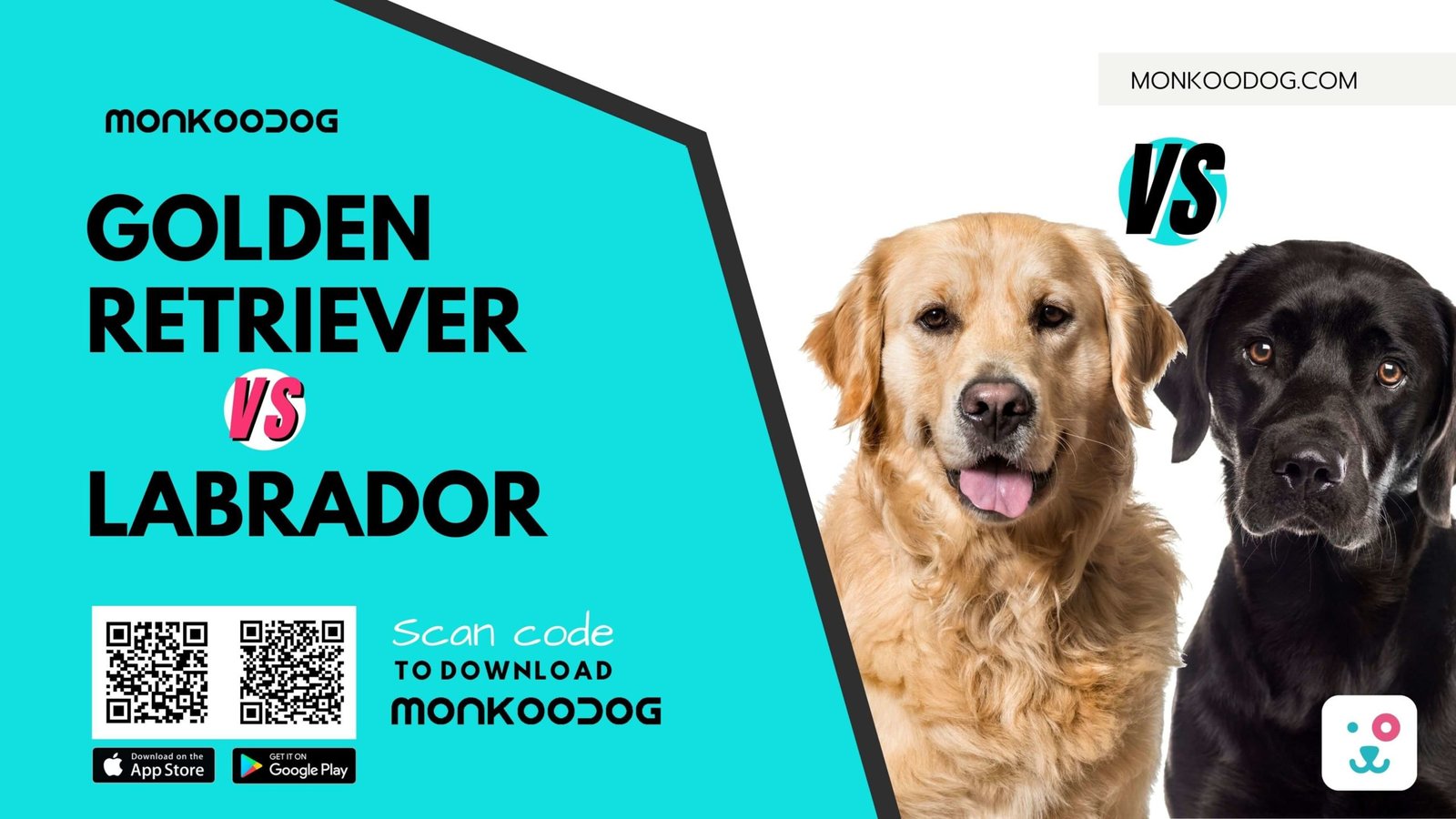 Make a Perfect Choice: Golden Retrievers and Labradors