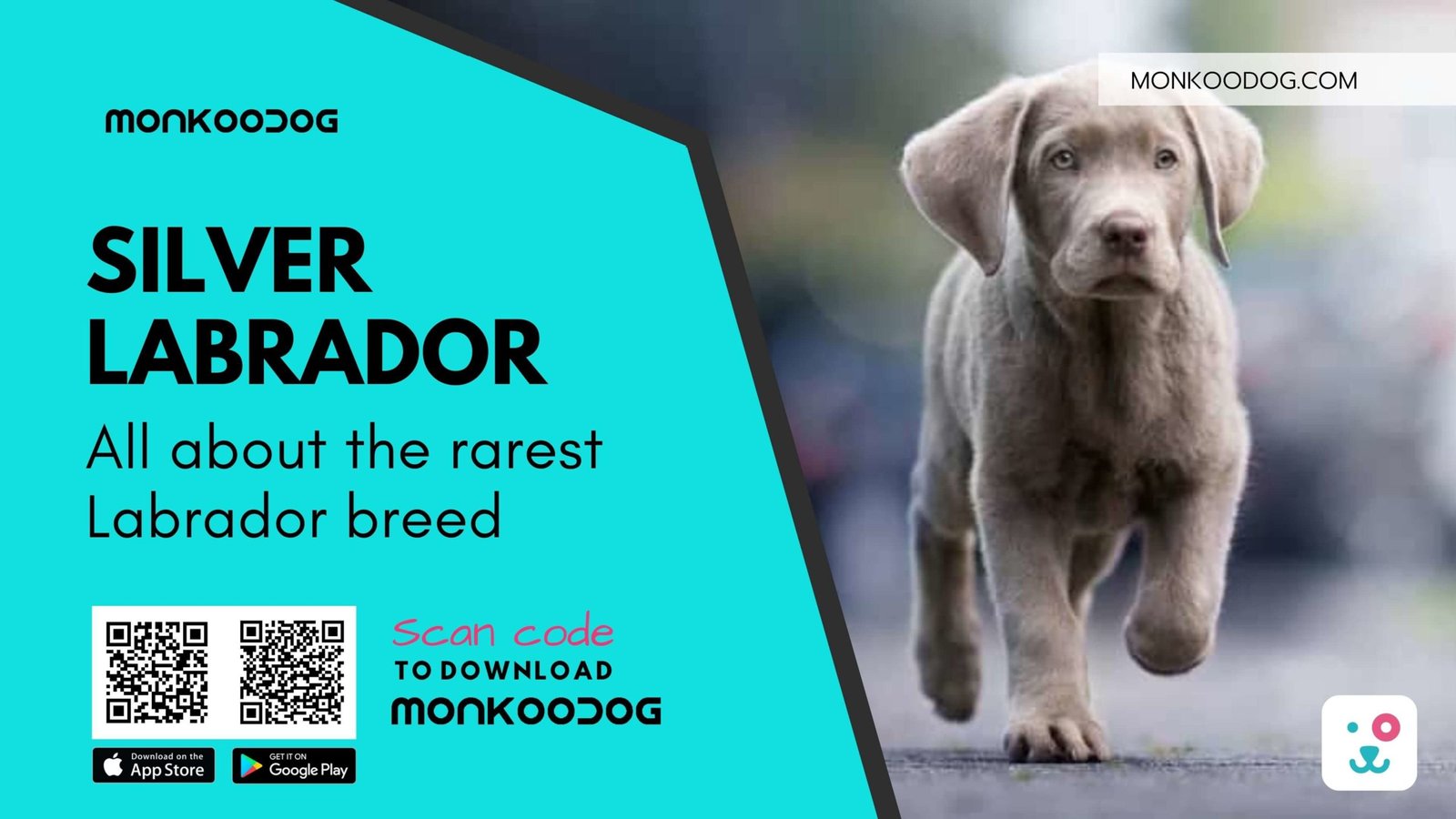 Silver Labrador: All about the rarest Labrador breed