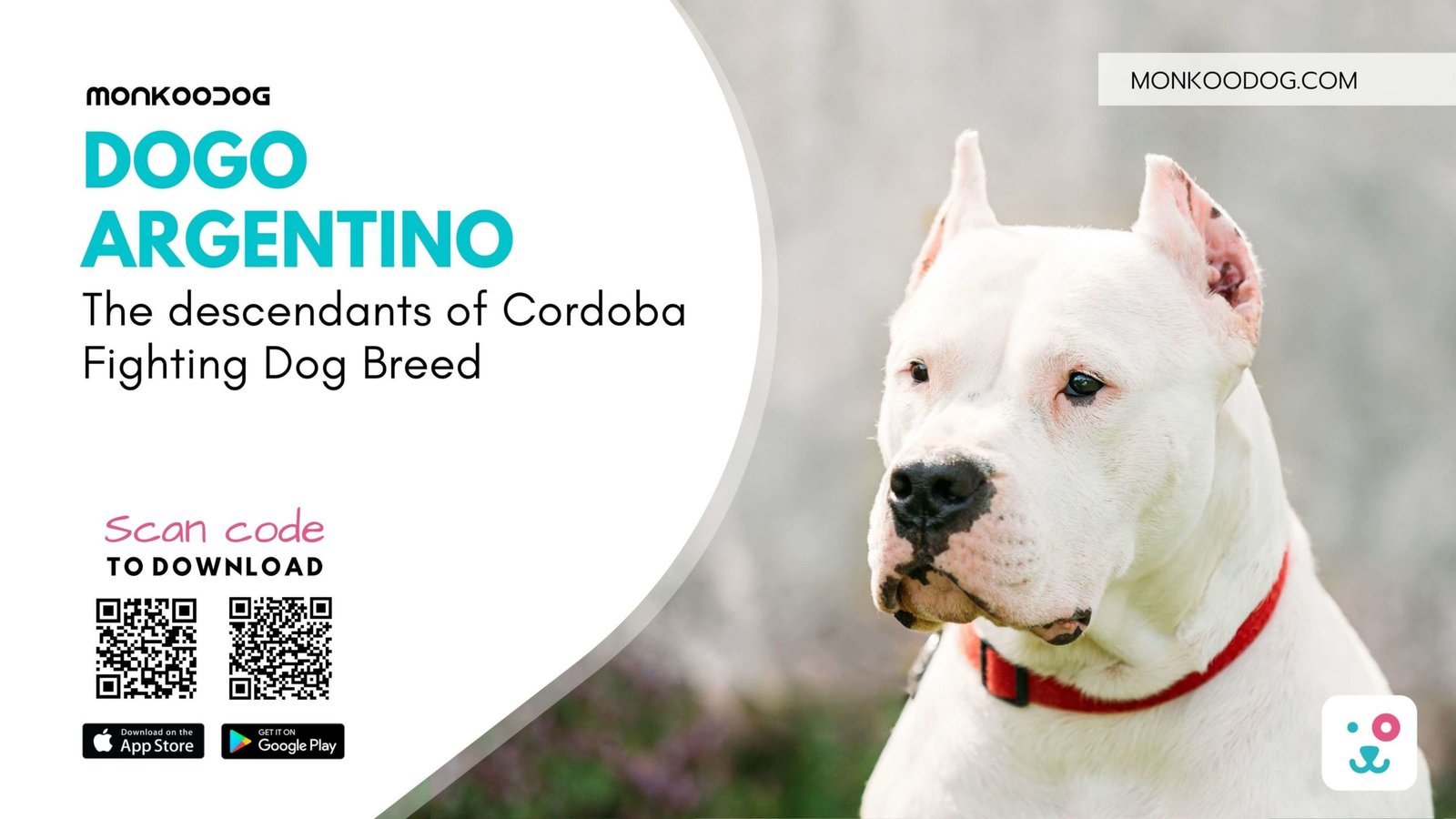 Why Is The Cordoba Fighting Dog Extinct