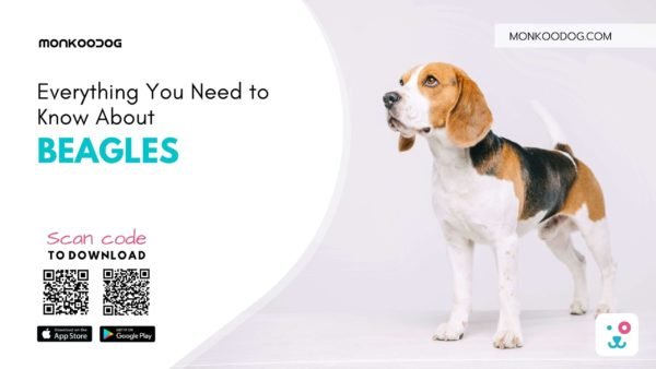 Beagle: Dog Breed Information, Care and More