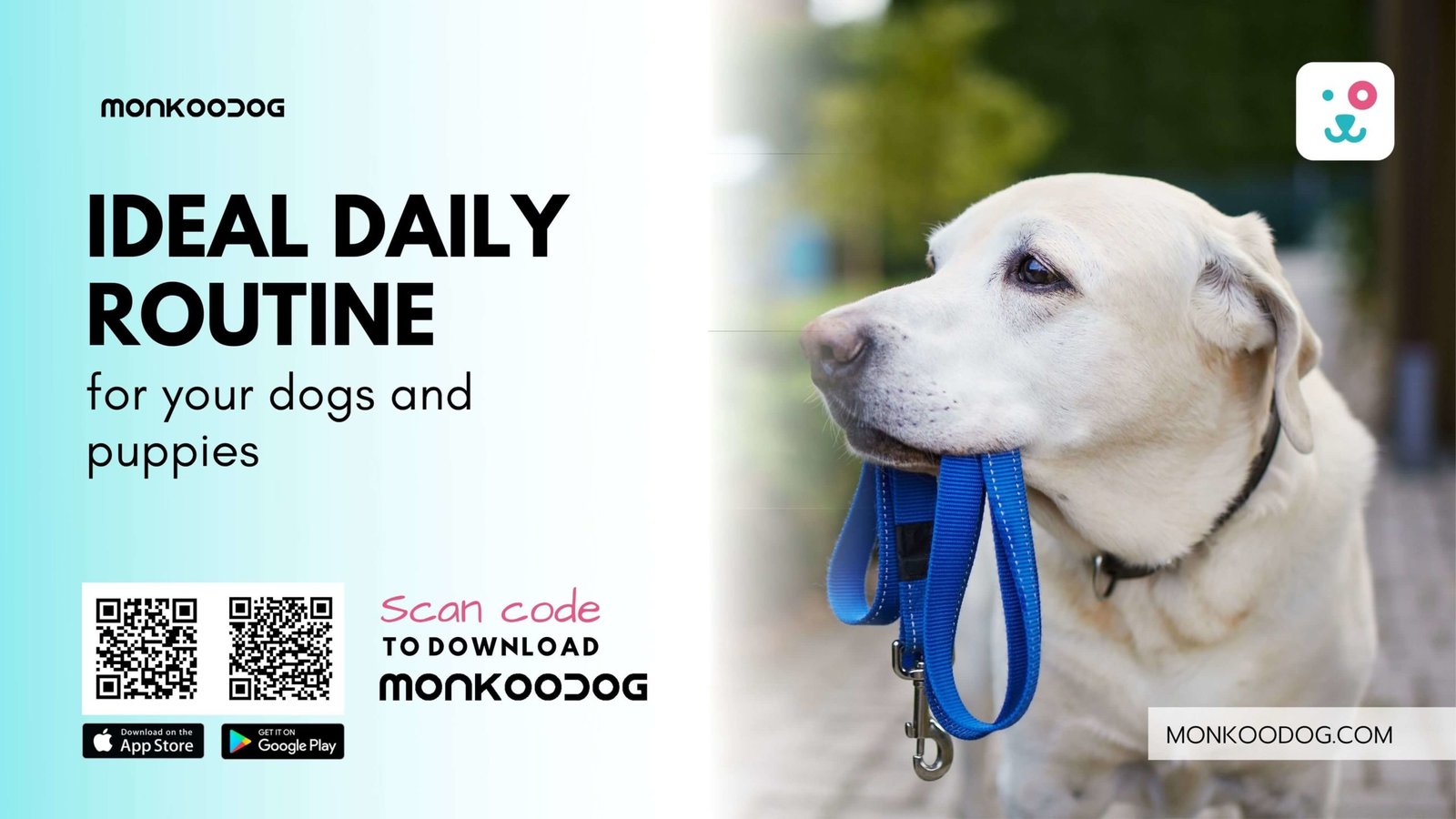 A Good Daily Routine For Dogs