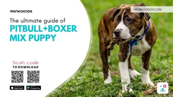 All You Need to Know About Pitbull Boxer Mix Breed Puppy
