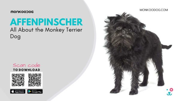 Affenpinscher Dog Breed Information | Monkoodog