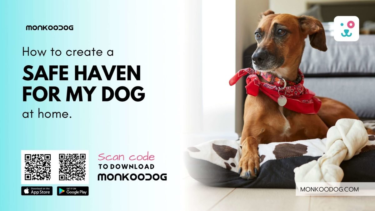 Beer Giant Busch Launches Exclusive Beer for Dogs - Monkoodog