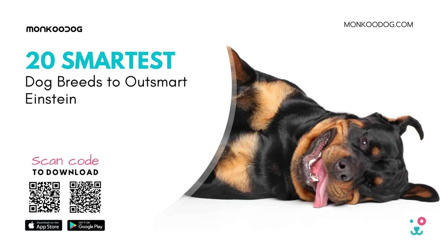 Top 20 Smartest Dog Breeds | Monkoodog