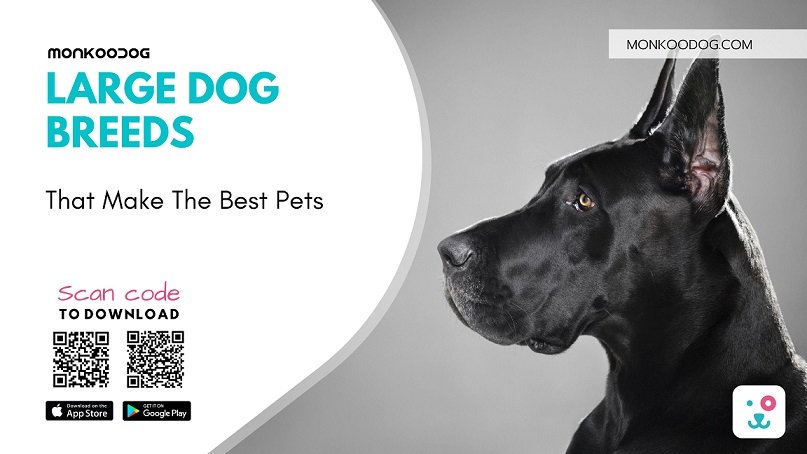 Large Dog Breeds That Make The Best Pets - Monkoodog