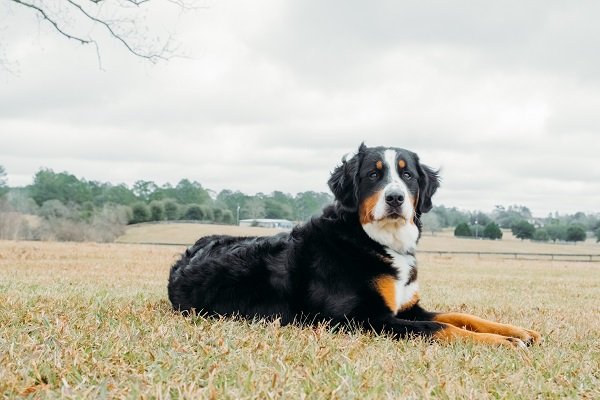 Largest Dog Breeds In The World Of 2022 Monkoodog