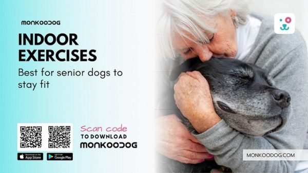 5 Best Indoor Exercises for Senior Dogs to Stay Fit - Monkoodog