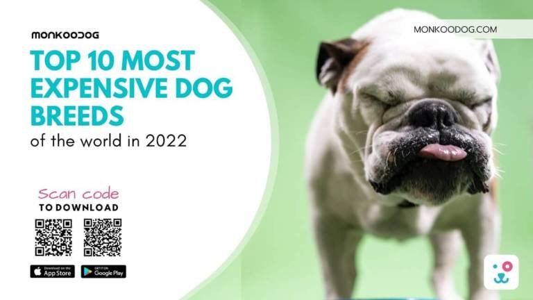 10 Most Expensive Dog Breeds Of The World In 2022 - Monkoodog