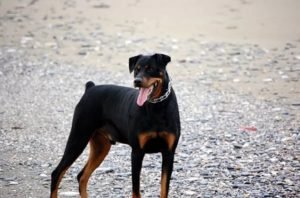 6 Gentle Large Mixed Dog Breeds - Monkoodog