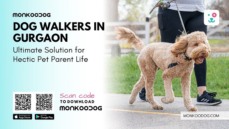 Best Dog Walkers in Gurgaon, Delhi NCR | Monkoodog