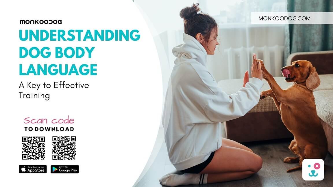 Dog Body Language Understanding, Training | Monkoodog