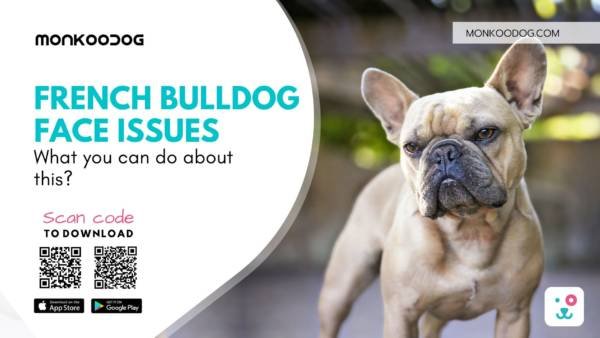 Common Health Issues of French Bulldogs & How You Can Help?